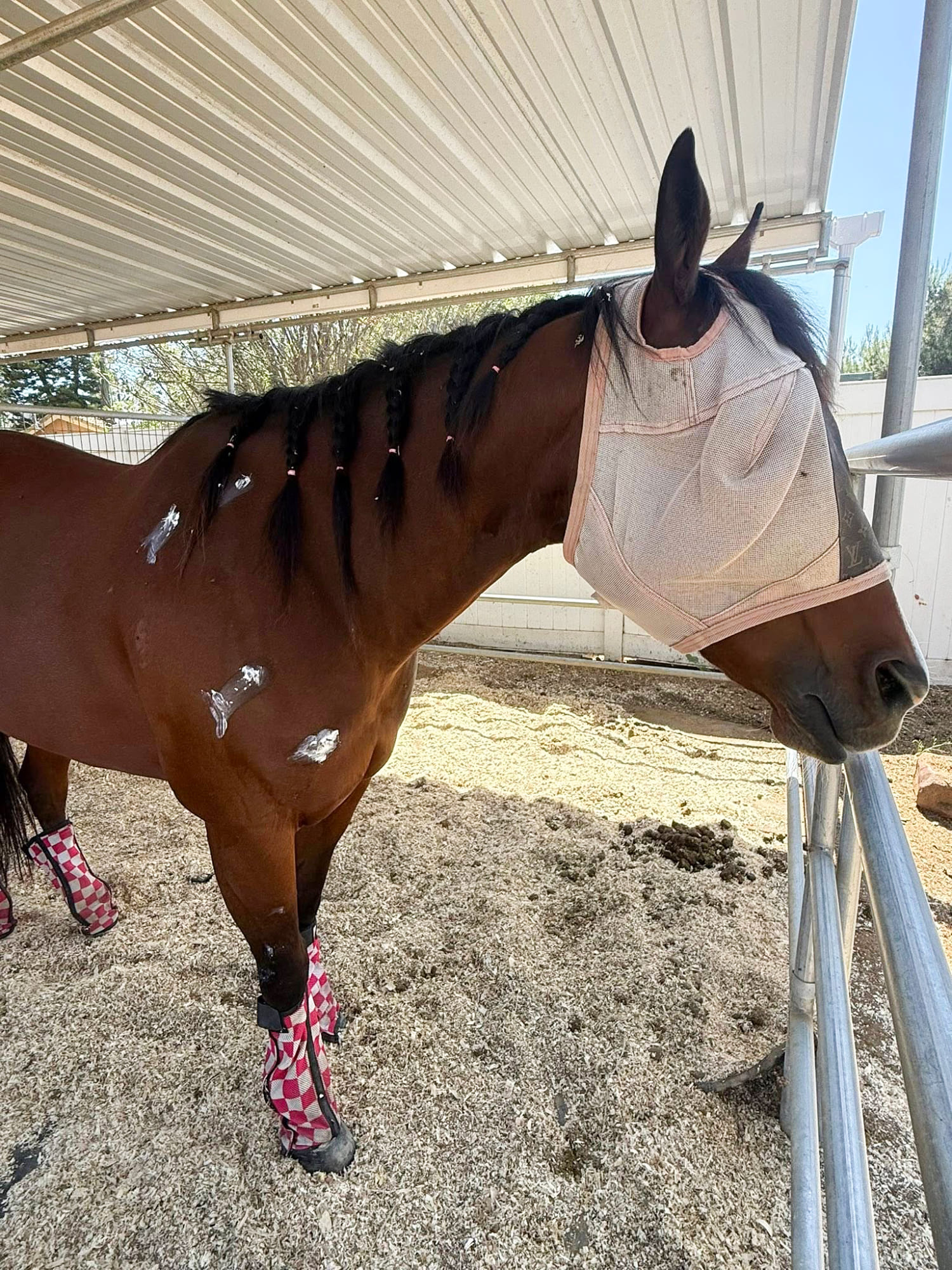 Teen rider accused of stabbing 3 horses at Las Vegas race was 'stalker ...