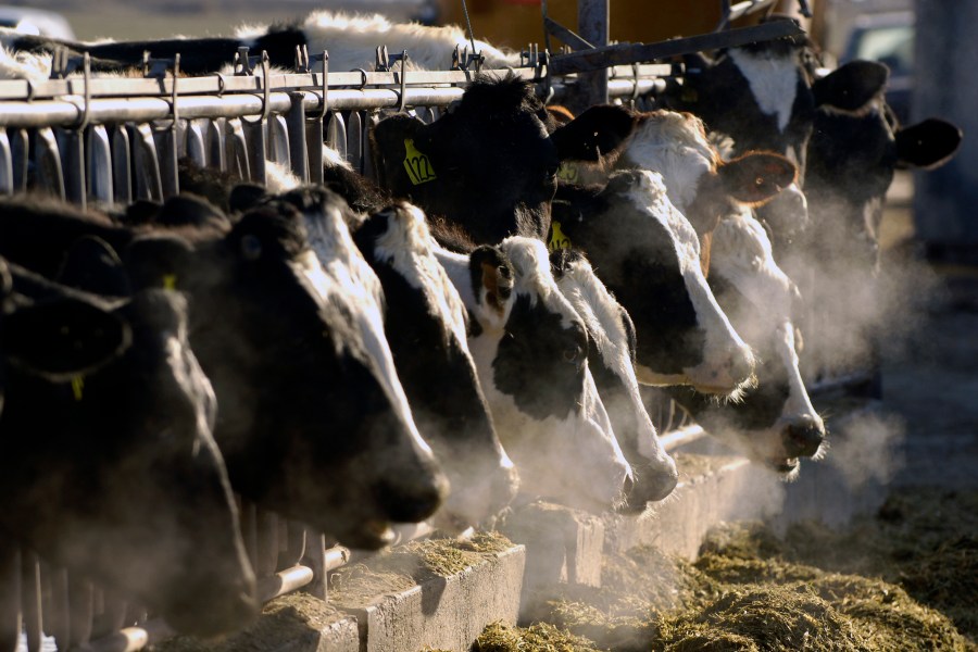 Highly pathogenic avian influenza found in Utah dairy