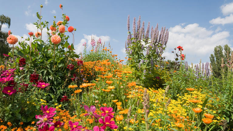 Not green or white: The garden color palette trend seeing a boom in 2026