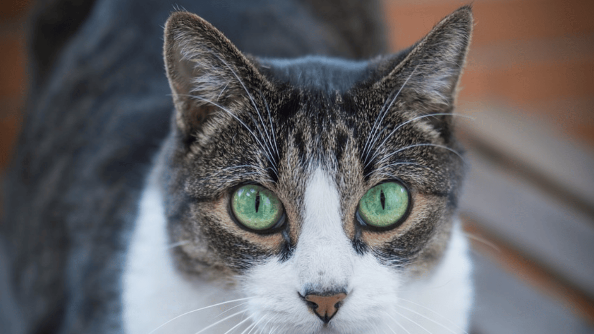 5 things cats tell you with their purring