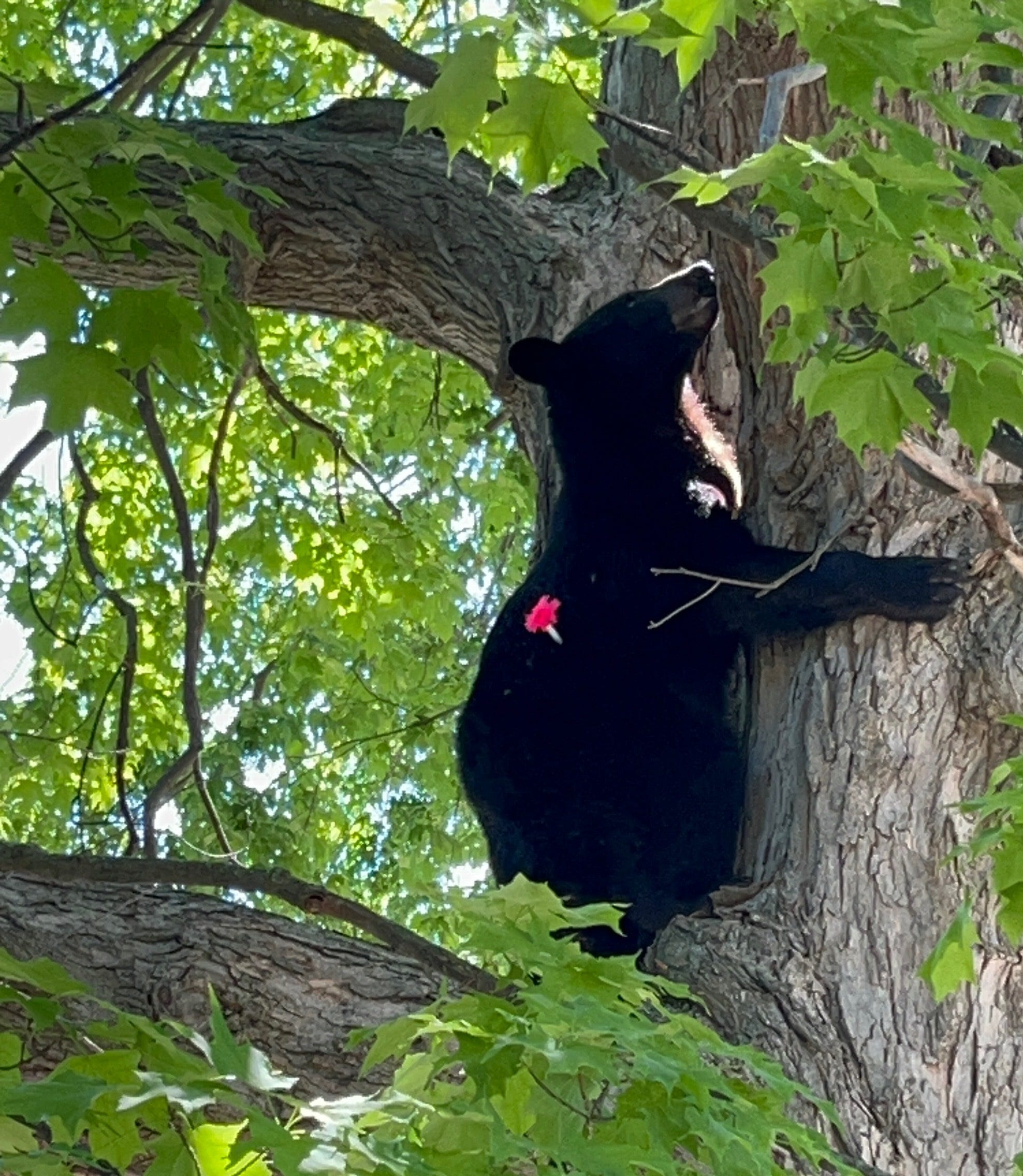Black bear in Mt. Pleasant tree tranquilized, relocated: DNR
