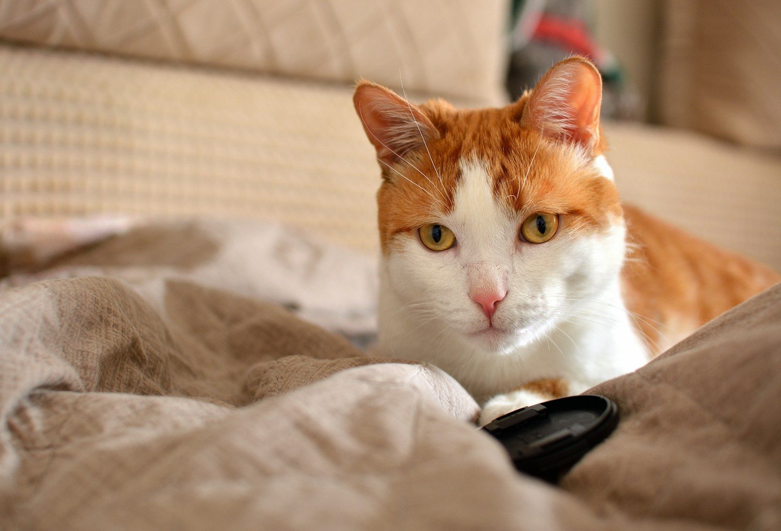 Could your cat be tracking your sleep schedule?