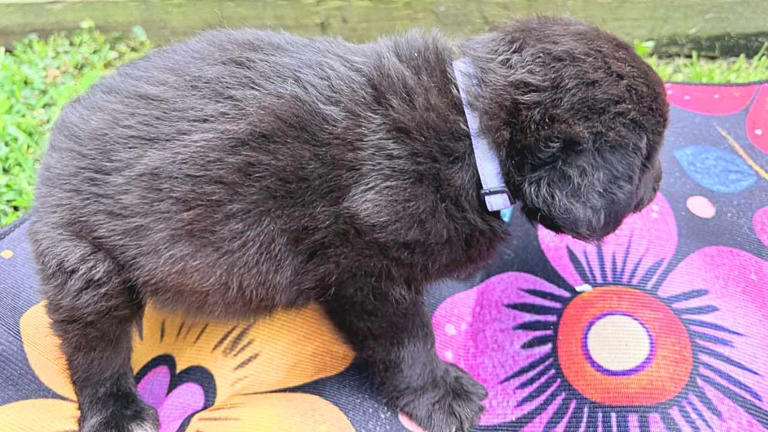 Meet Pearl Sparkly: The sweet little 6-week-old puppy looking for love
