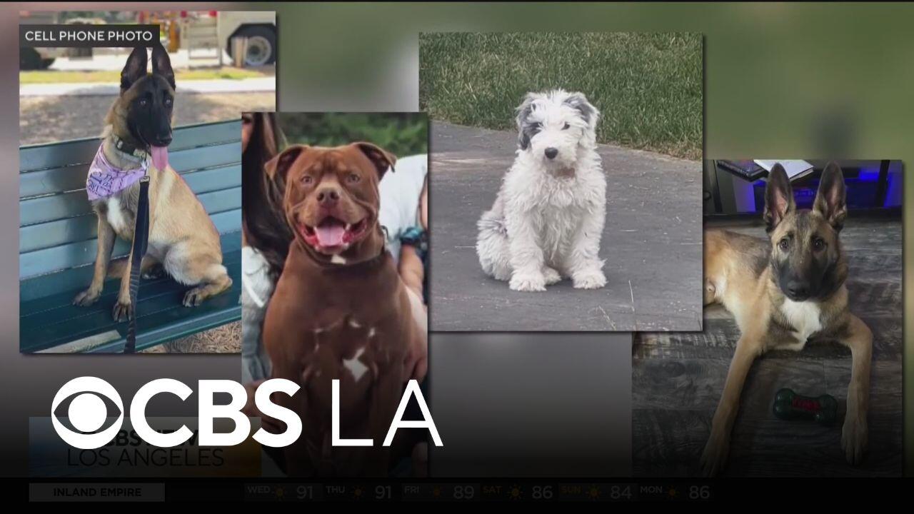 Trial continues for Irvine dog trainer, accused of 11 dog deaths
