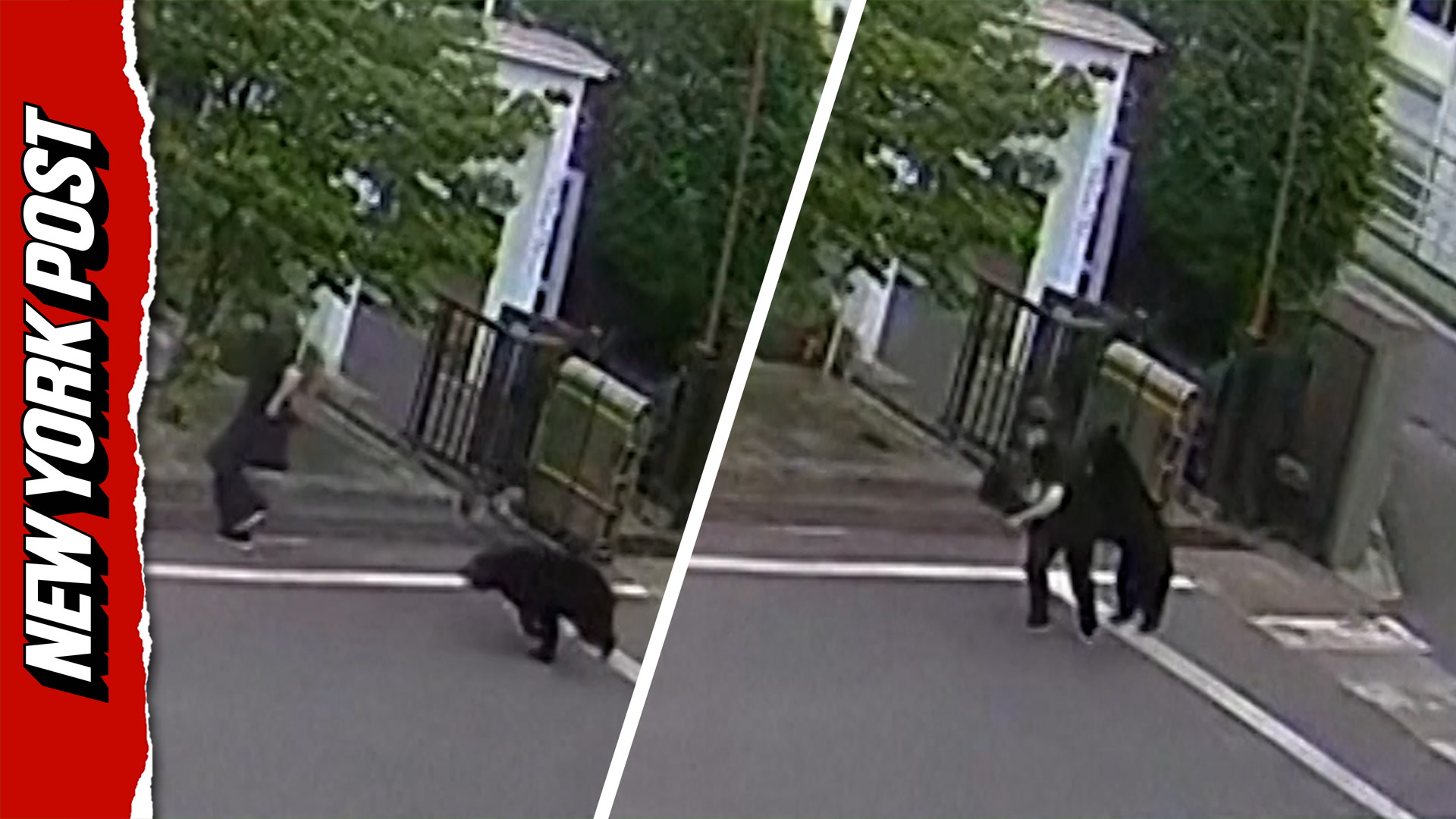 Wild bear attack sparks panic in Japan