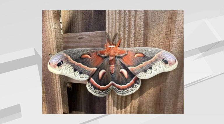 Backyard surprise: Viewer finds largest moth in North America on fence