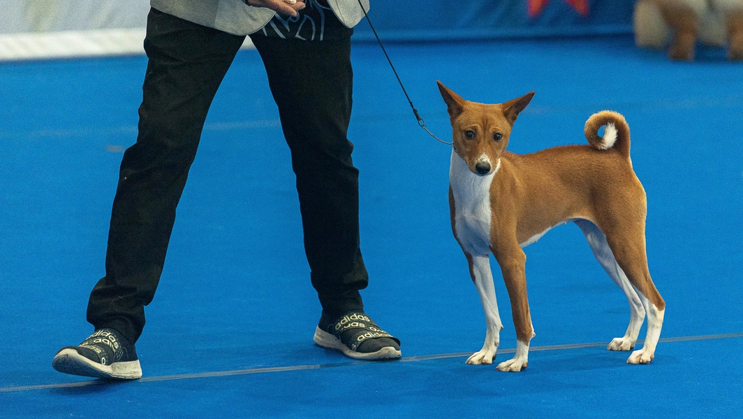 10 dog breeds and their tolerance for being alone