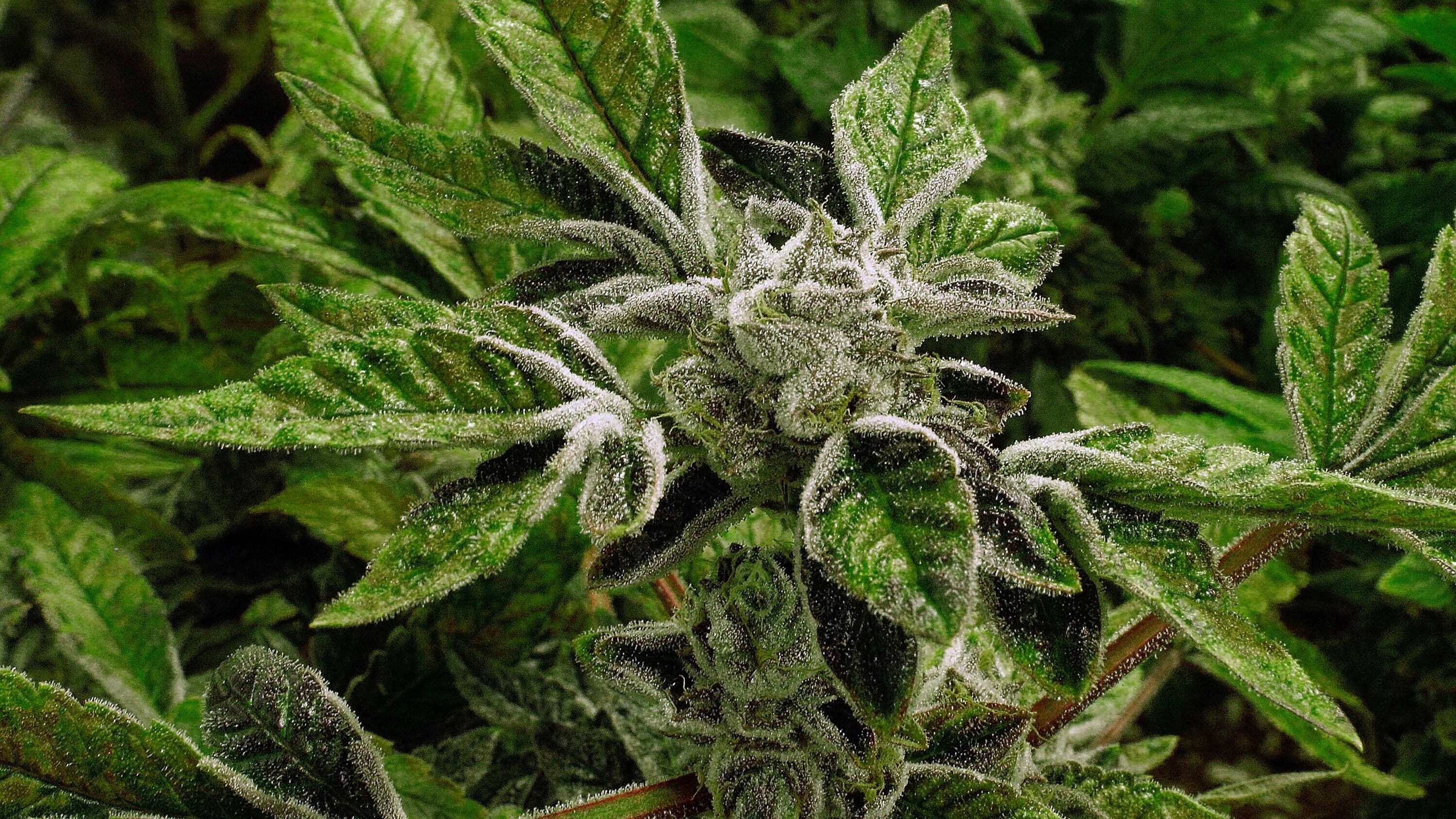 Kentucky adds 15 new qualifying conditions for medical marijuana cards