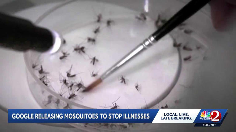 Google plans to release millions of treated mosquitoes in Florida to ...