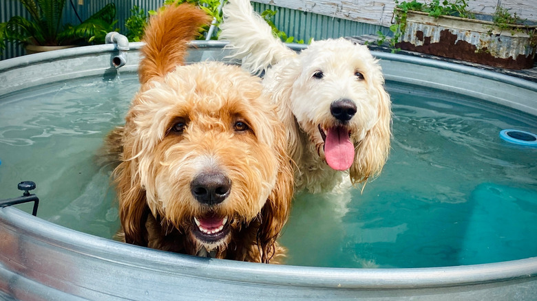 The benefits of installing a stock tank pool in your yard