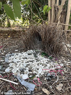 Birds have started using human items to impress their mates - including ...