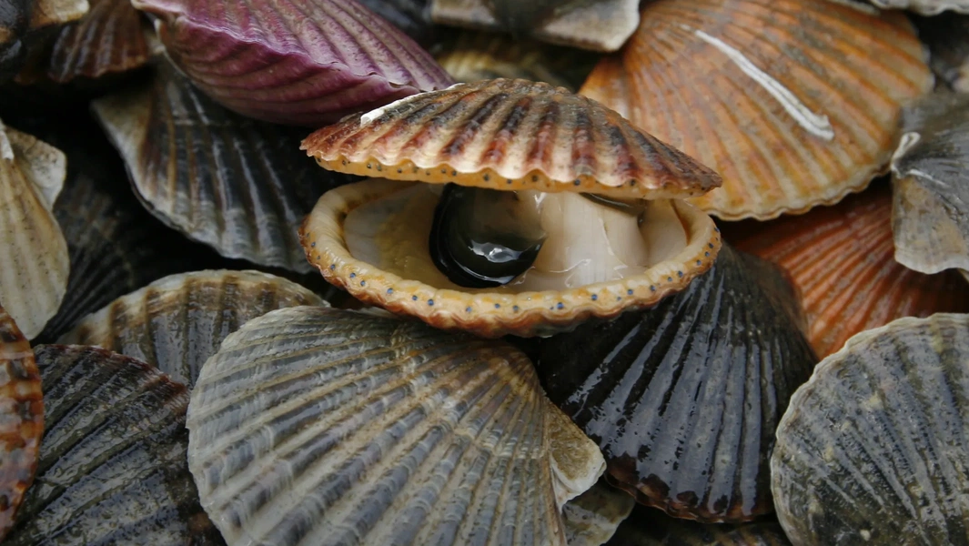 Scallop secrets for perfect home cooking