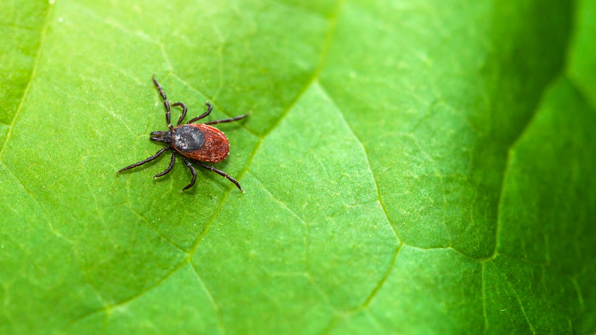 Experts recommend keeping grass short to prevent ticks in your backyard