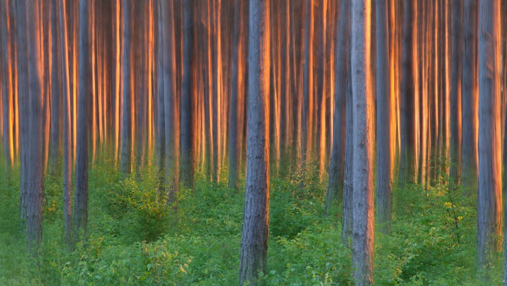 Exploring Minnesota’s historic trails and ancient forests