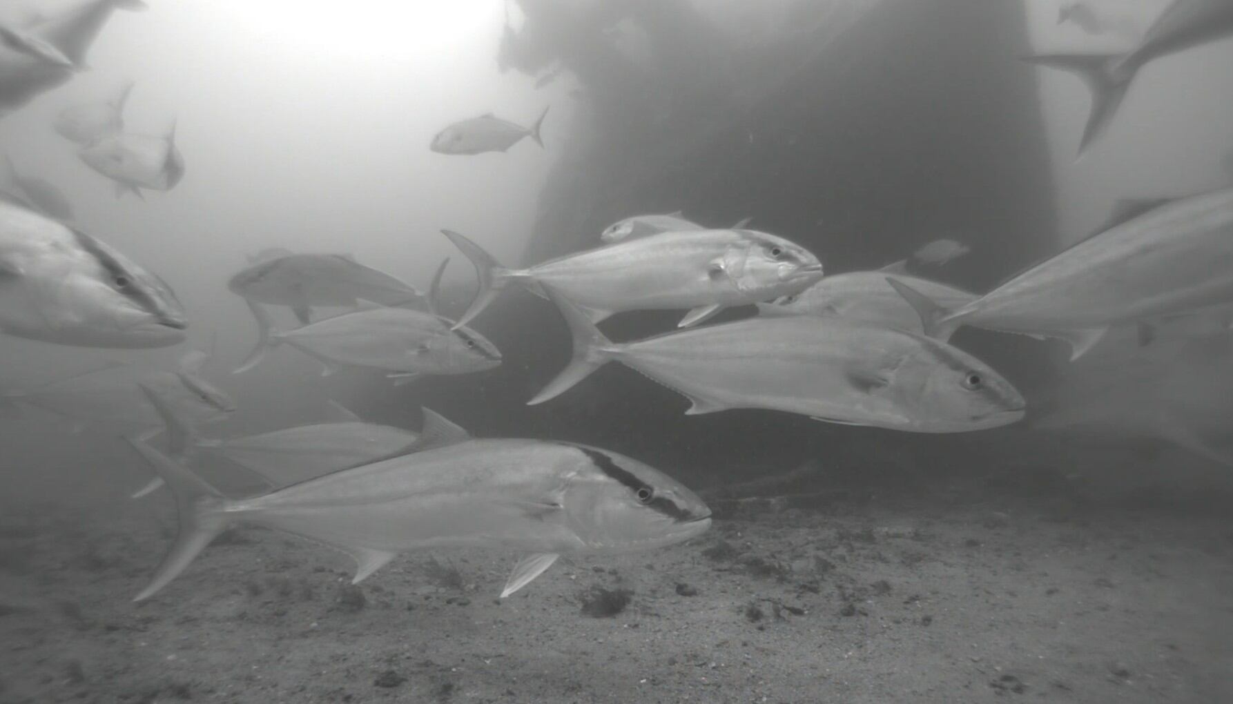 Greater amberjack research project reveals new insights