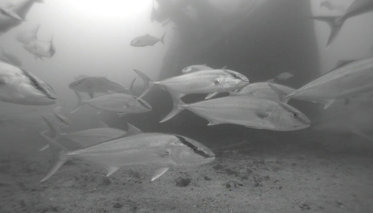 Greater amberjack research project reveals new insights