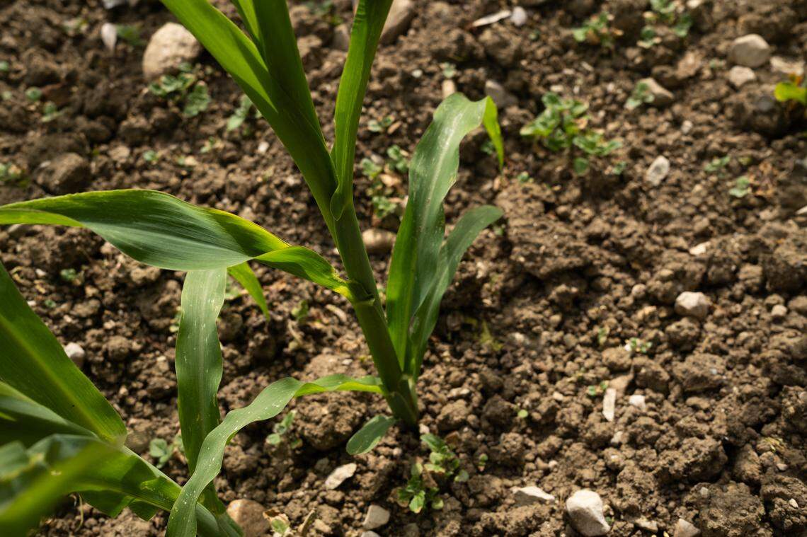 Inside the 6 sourcing stories shaping heritage grains and ethical meat ...