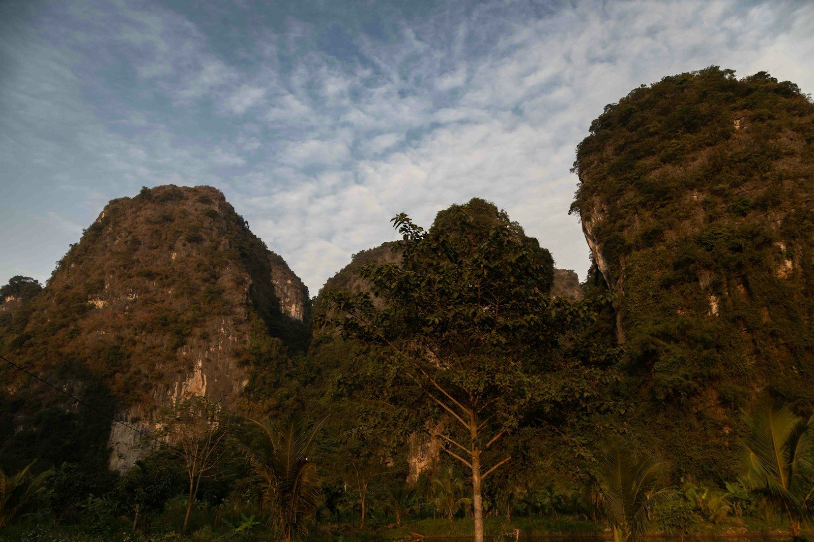The strange case of the yam that tricks birds into survival