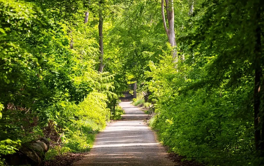 One-hour nature walk shown to ease stress in brain study