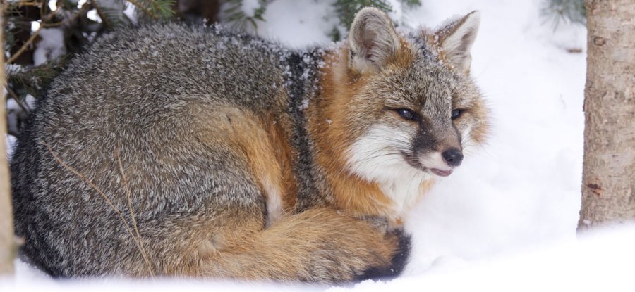 Rabid fox attacks dogs in Westport