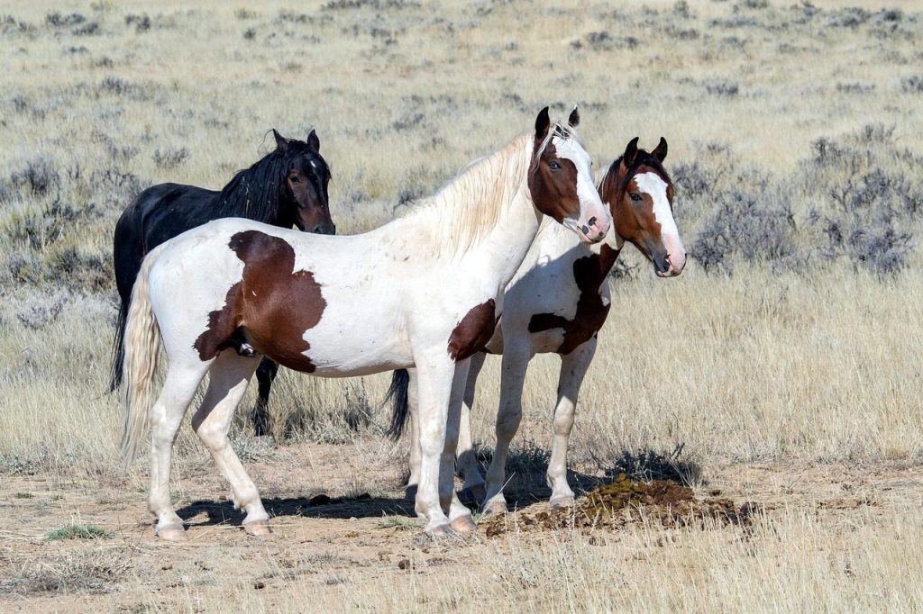 Canada’s wild horse national park hidden in the Atlantic