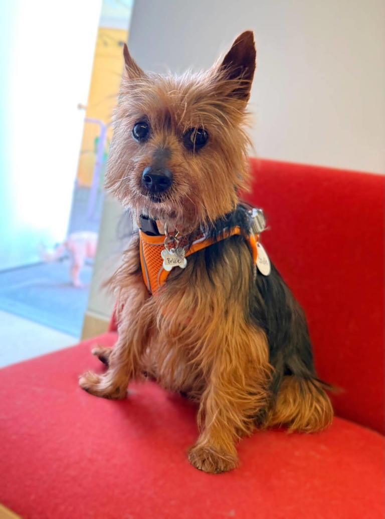 Meet Bridle: A happy senior Yorkie with cancer seeking a loving home in ...
