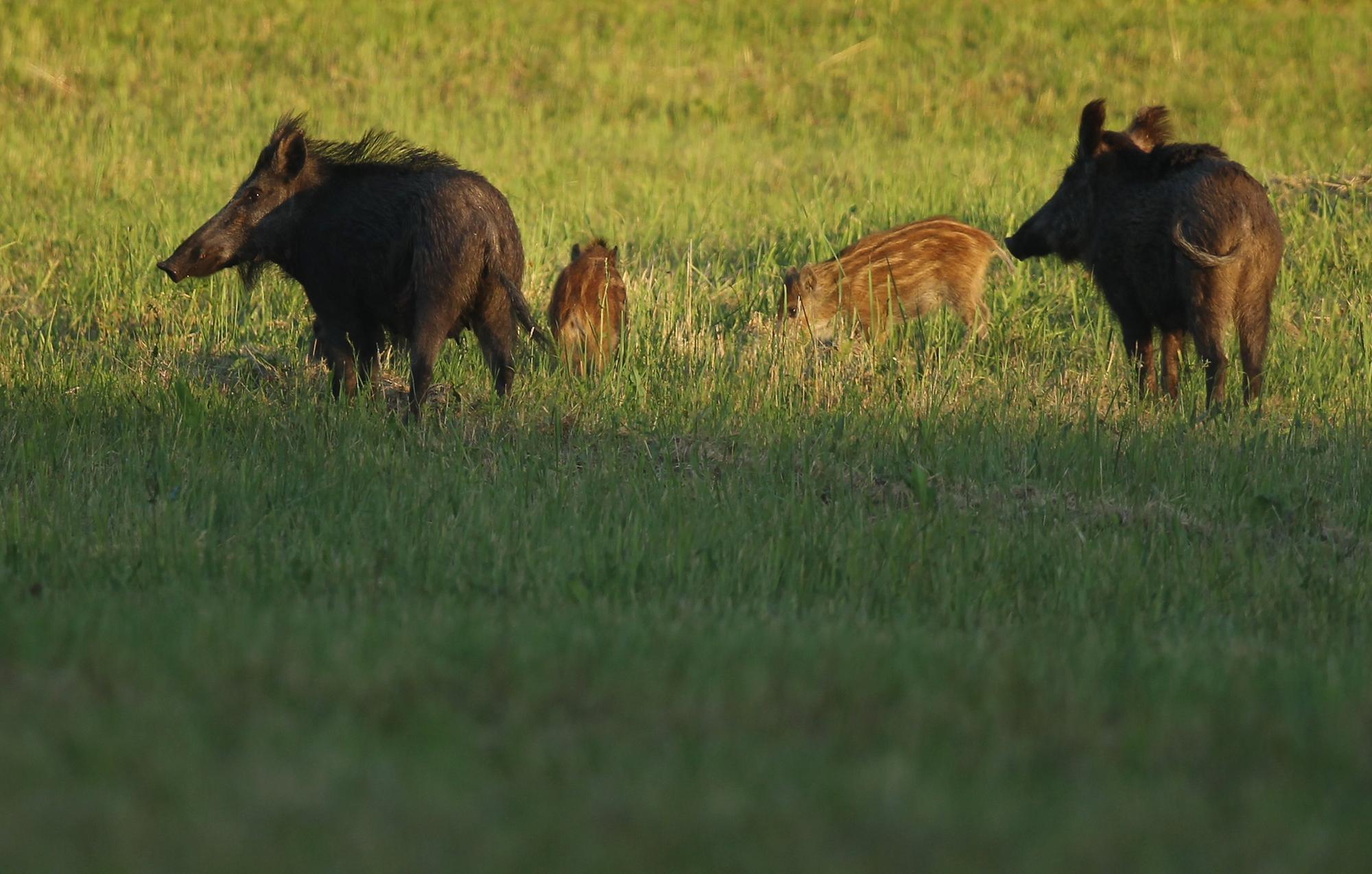 First wild boar cull on Highland estate after 'significant rise'