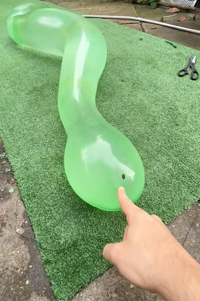 Grass Snake Explodes Unexpected Backyard Experiment