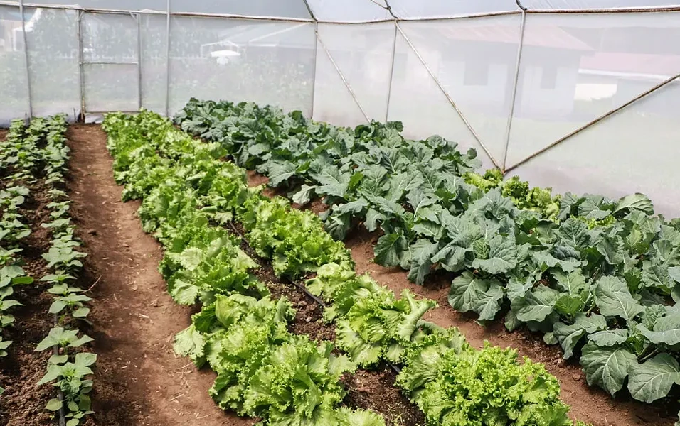 Greenhouse gardening made simple and joyful