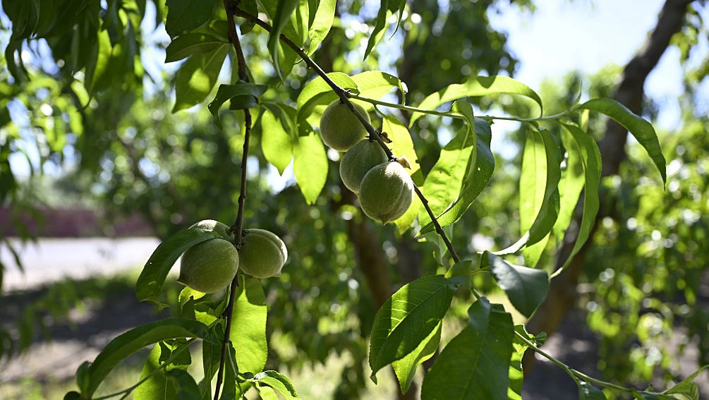 Peach dessert secrets for every season
