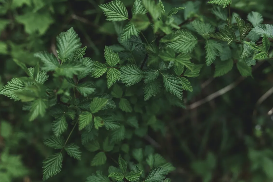 6 striking native shrubs that provide crucial winter food for birds