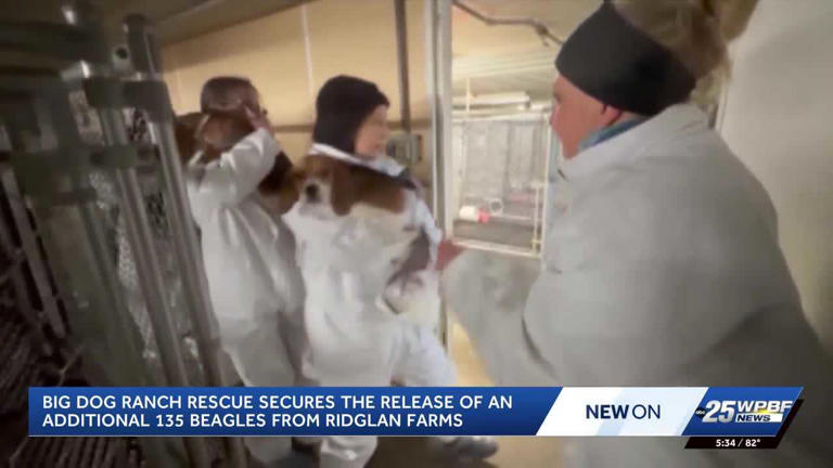 Big Dog Ranch rescues 135 beagles from Ridglan Farms