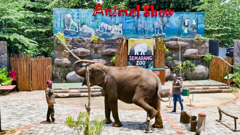 Harga tiket Semarang Zoo Juni 2026 untuk libur sekolah, ada animal show