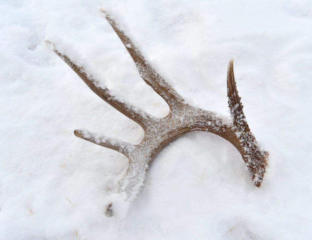 What to do if you find deer antlers near your yard