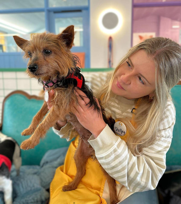 Meet Bridle: A happy senior Yorkie with cancer seeking a loving home in ...