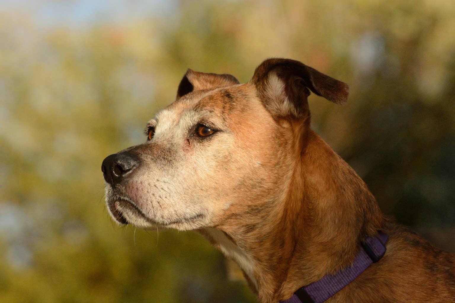 Thousands of strangers surprise senior dog Hazel with gifts on her ...