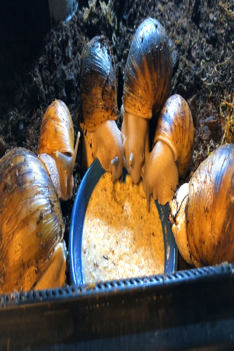 Meet the woman with 150 pet snails