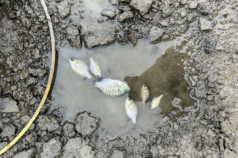 The fish will die regardless: With some Western reservoirs set to run ...