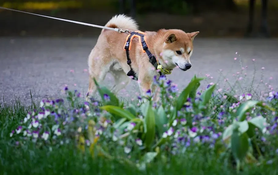 Experts outline key dog socialization mistakes to avoid