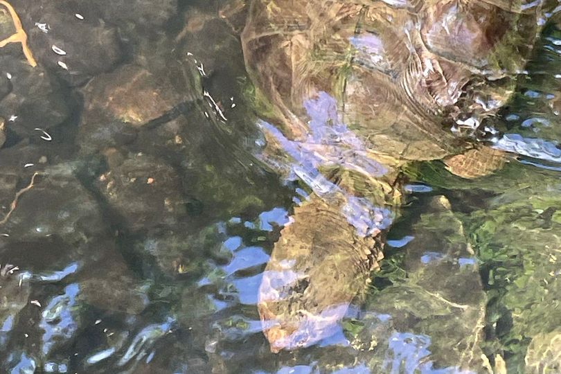 Extremely dangerous snapping turtle found at popular woodland