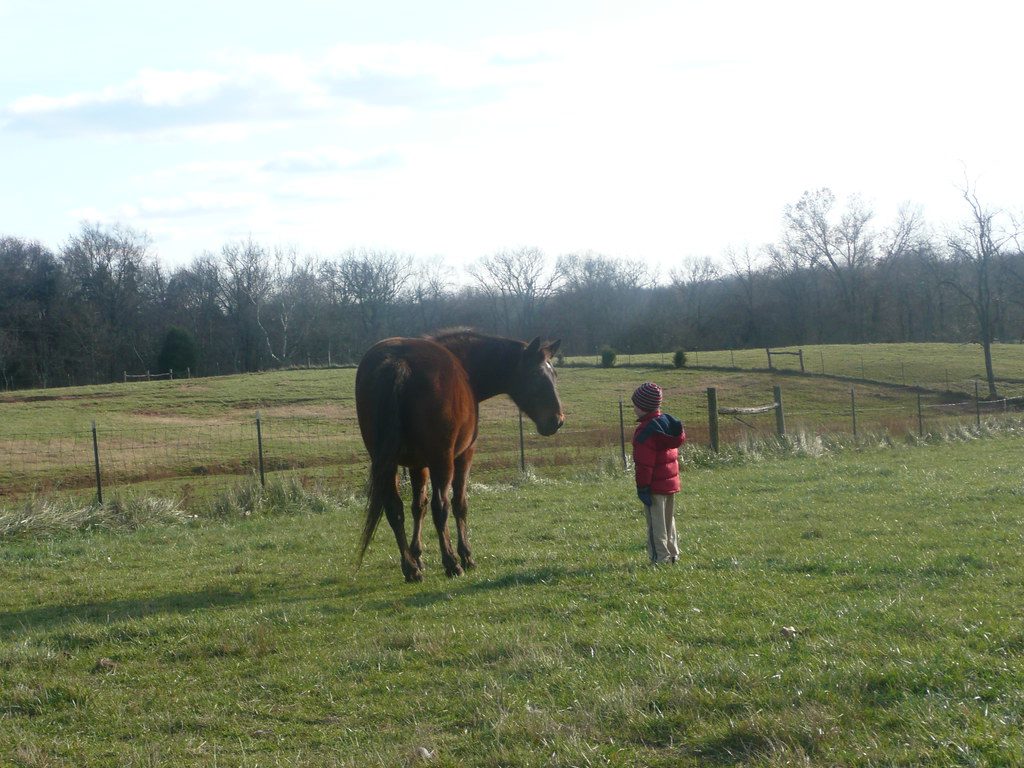 A loyal donkey guides his blind horse companion every day
