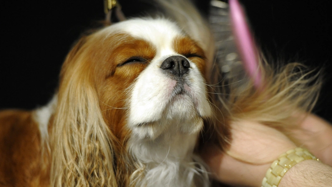 12 loyal dog breeds that stay close to their humans