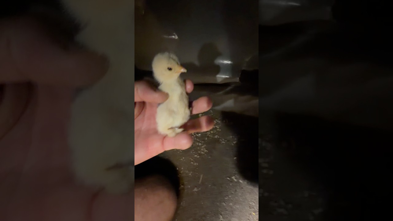 This chick is in trouble! Watch my rescue
