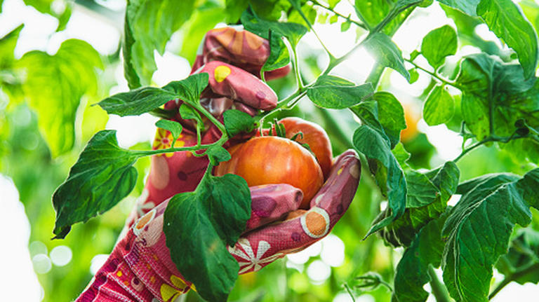 The neat tomato cage alternative that won't clutter your garden