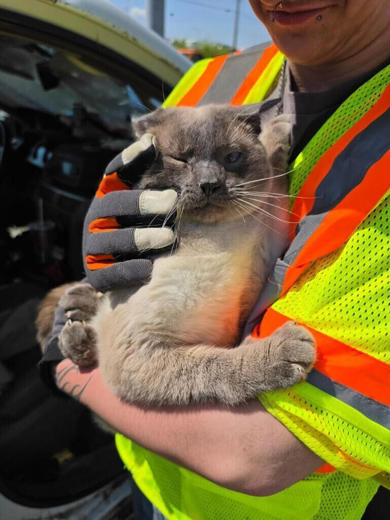 Outagamie County highway crew saves cats from hot vehicle