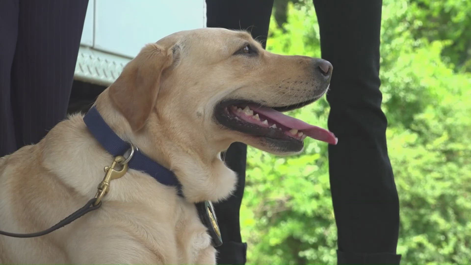 ATF K-9 team from Huntsville headed to Atlanta as part of World Cup ...