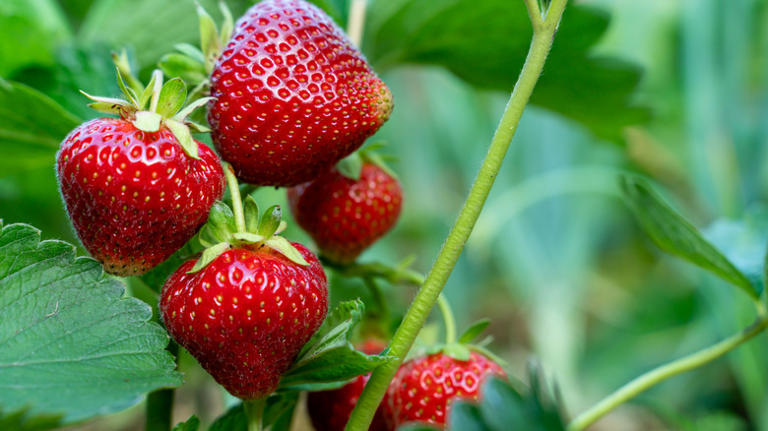 Your common, everyday strawberries aren't as simple as they seem
