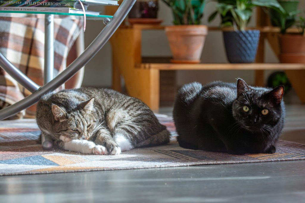 Why do some cats form friendships with prey animals?