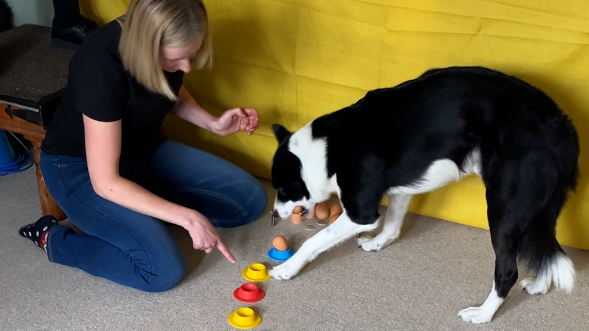 Fastest time to transfer 10 eggs into egg cups by a dog - 34.6 seconds ...