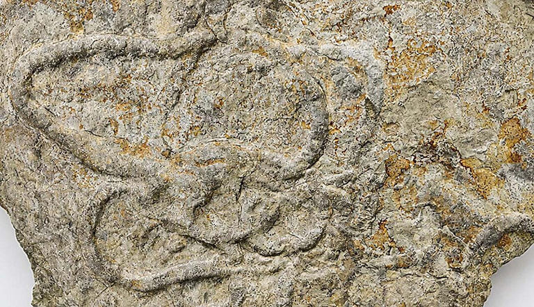 Animals were sharpening their senses long before the Cambrian explosion ...